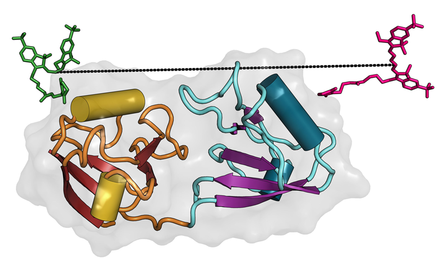Structurally Disordered Proteins Give Up Their Conformational Secrets ...